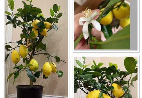 Лимон Лунарио/дерево лимона