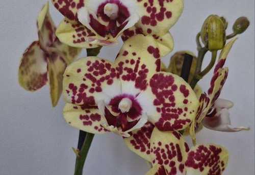 Орхидея биглип Daisy