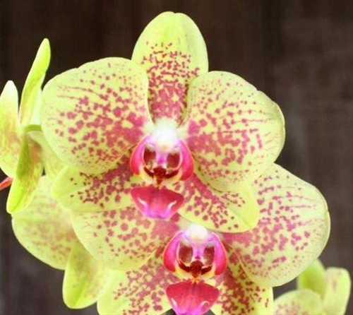 Орхидея фаленопсис Пульсация