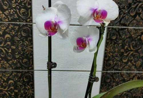 Орхидея фаленопсис Ред лип