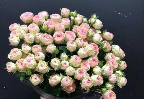 Роза Куст розовая Кейтлин 50 см