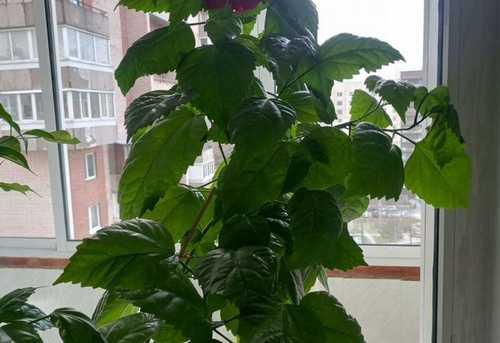 Гибискус (Китайская Роза),с цветком