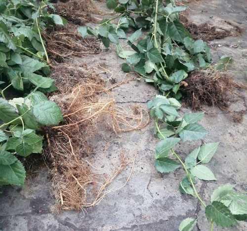 Маточный корень ежевики