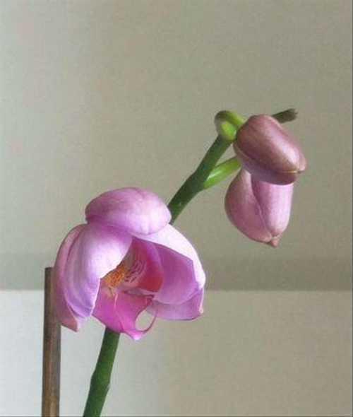 Орхидея фаленопсис Грандифлора