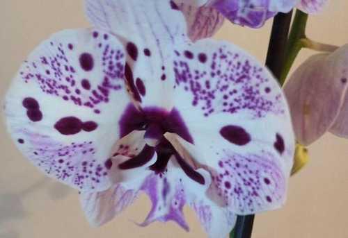 Орхидея фаленопсис крупноцветковый Биг лип Ubangi