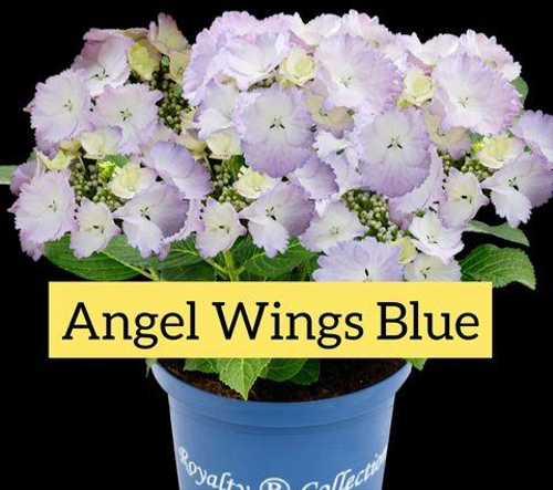 Гортензия Фаер Вингс Блю Fire Wings Blue C1,8л