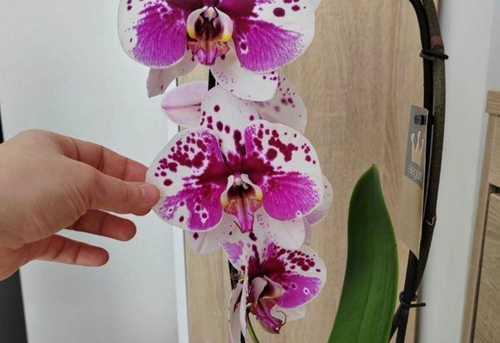 Орхидея фаленопсис Скорпио. Плохие корни. Отцвёл