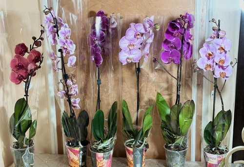 Орхидеи на 1 цветонос
