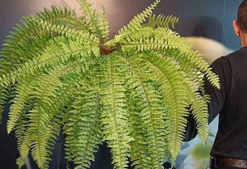 Папоротник TigerFern