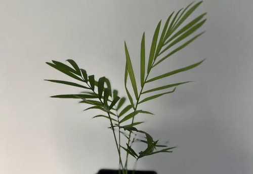 Пальма хамедорея