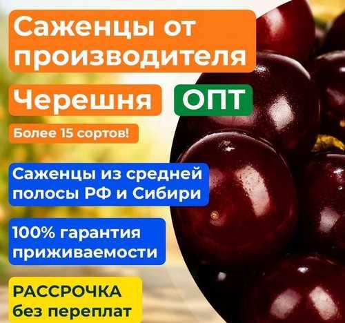 Саженцы черешни. Оптом