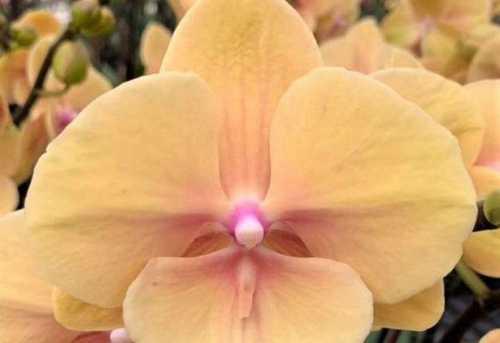 Орхидея Phal. PF 1690