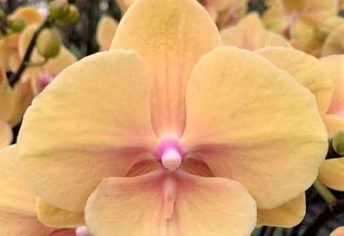 Орхидея Phal. PF 1690