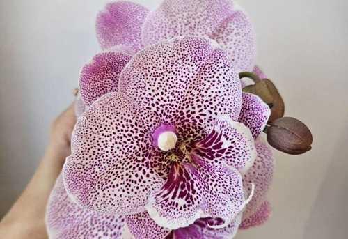 Орхидея биг лип (цветущий)