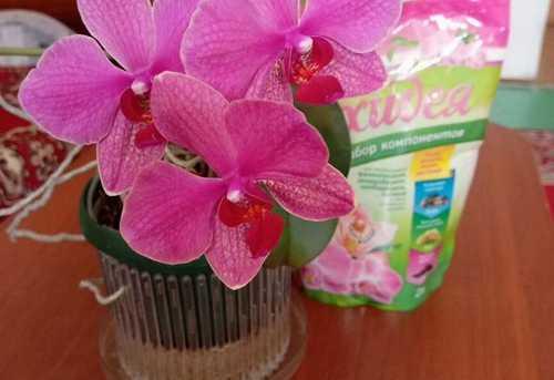 Орхидея, грунт в подарок