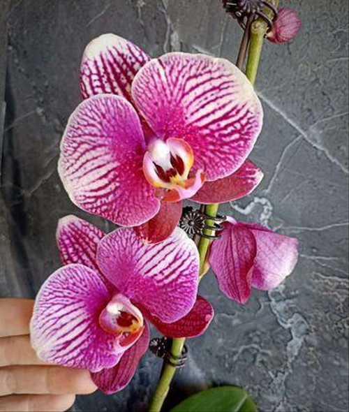 Орхидея фаленопсис азиатский Фантом (Phantom)