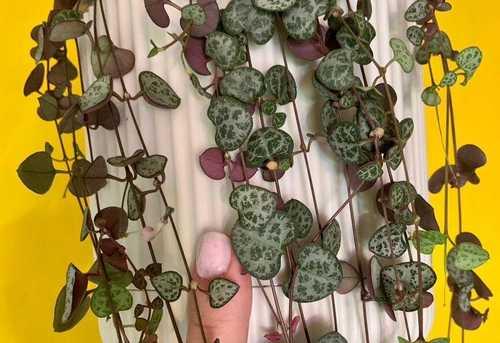Церопегия Ceropegia разные