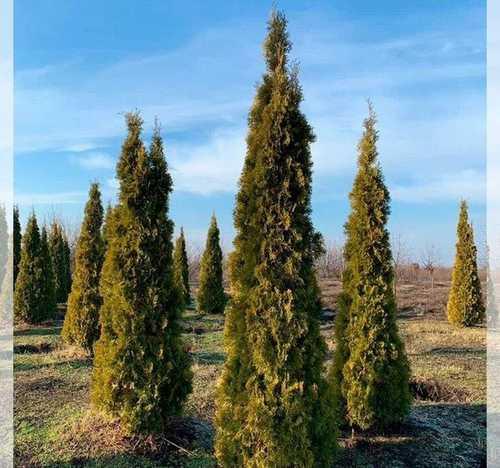 Туя смарагд декоративное дерево