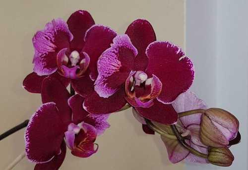 Орхидея-полубабочка Монпелье