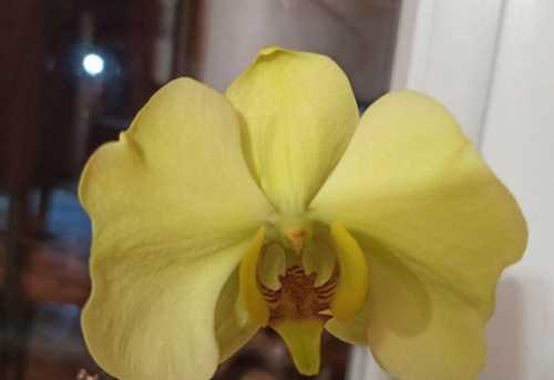 Орхидея фаленопсис сорт Golden Apollon