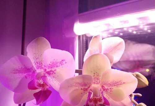 Орхидея фаленопсис цветущая сейчас