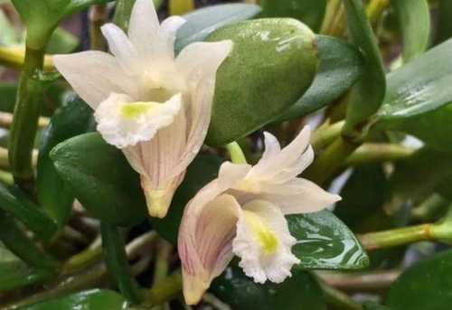 Дендробиум pachyphyllum