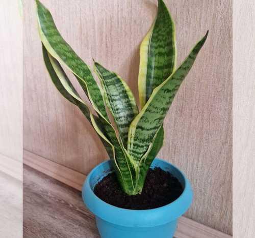 Сансевиерия. Хойя