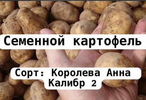 Семенной картофель