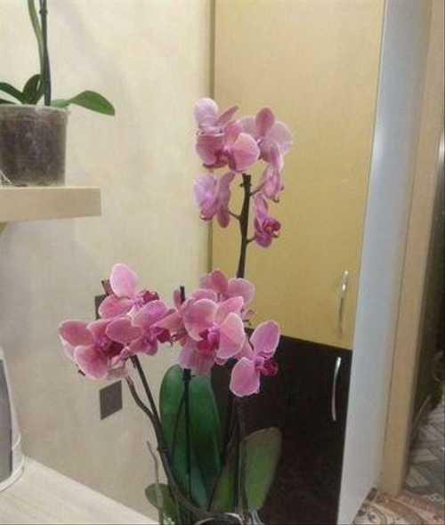 Орхидея фаленопсис Narbonne, 4 ствола