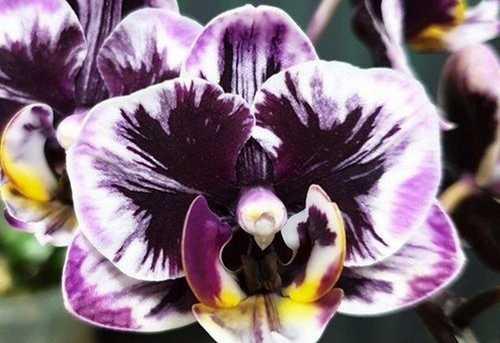Орхидеи, алоказии и филодендроны на конец мая