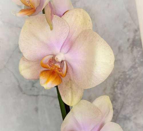 Орхидея фаленопсис Peaches / Персики