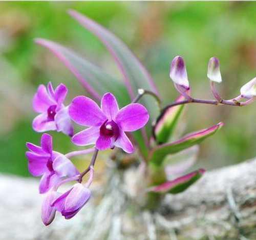 Мини орхидея Dendrobium dwarf Tricolor variegated