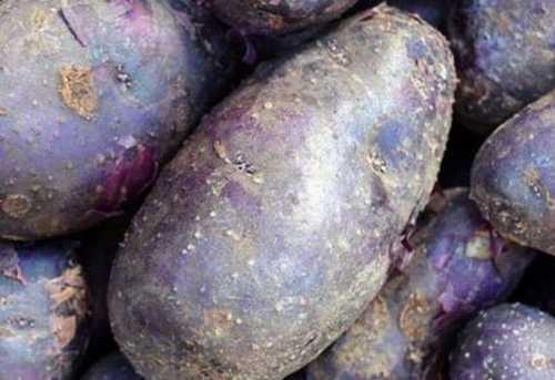 Картофель с фиолетовой мякотью