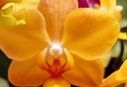 Орхидея фаленопсис Little emperor