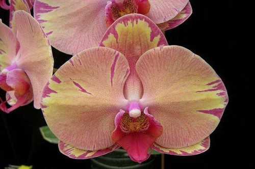 Орхидея фаленопсис - из фласки