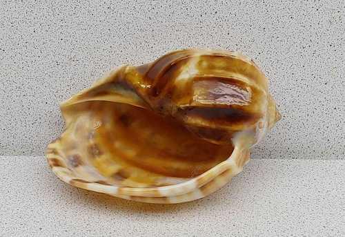 Харпа 9,4 морская ракушка раковина