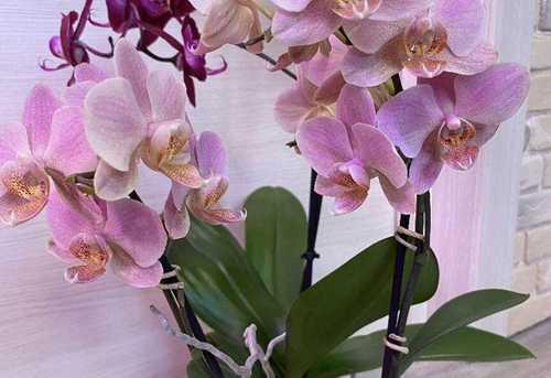 Орхидея фаленопсис Тревизо
