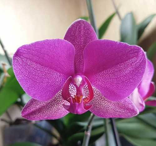 Орхидея фаленопсис