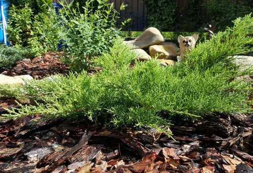 Кора лиственницы, сосны, грунты, террасная доска
