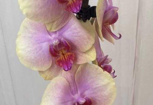Орхидея фаленопсис Сара Блаш
