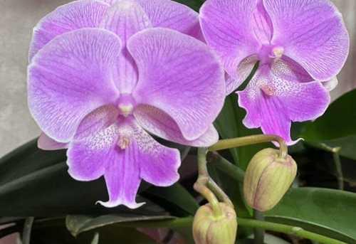 Орхидея фаленопсис биг лип