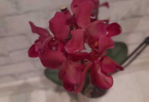 Орхидея фаленопсис Паваротти трилипс