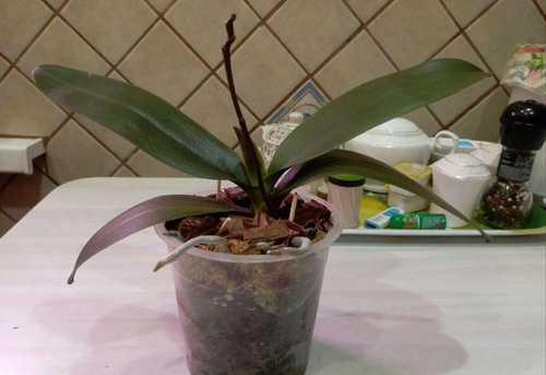 Орхидея фаленопсис Green Batman