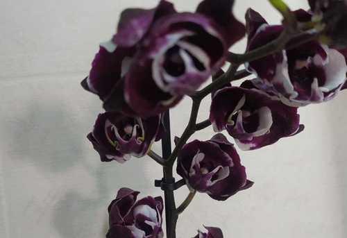 Орхидея фаленопсис пелорик - вампиреныш