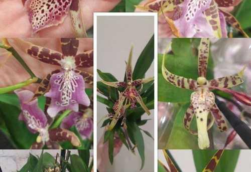 Орхидея брассия паук