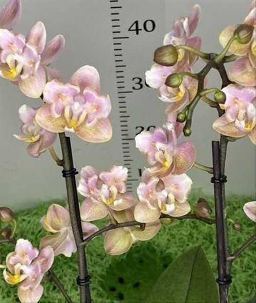 Орхидея фаленопсис бабочка мутант