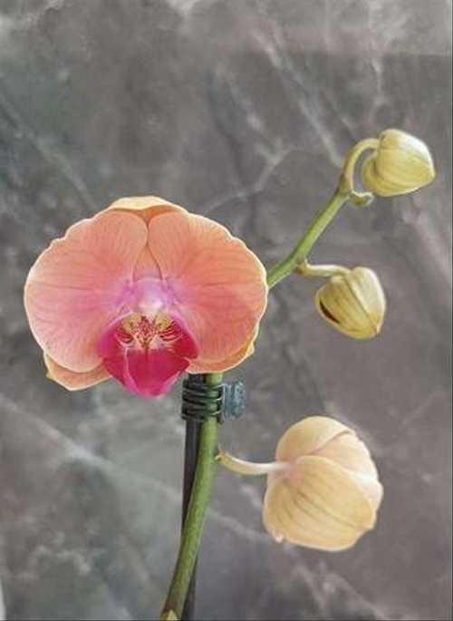 Орхидея фаленопсис Карибская мечта (сон)