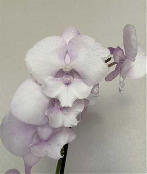 Орхидея фаленопсис биг лип Сакура (Sakura)