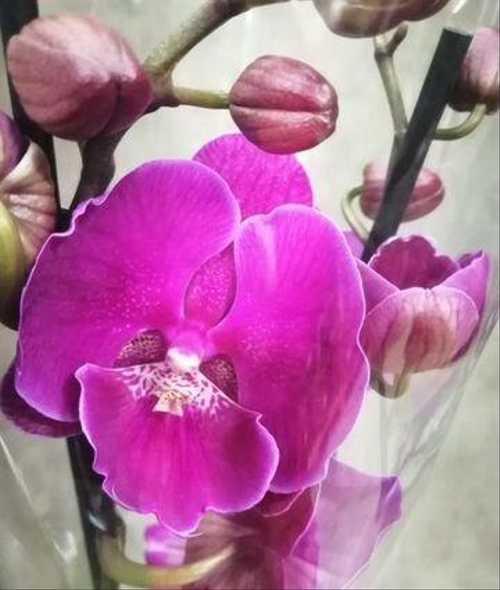 Фаленопсис Чили биг лип орхидея