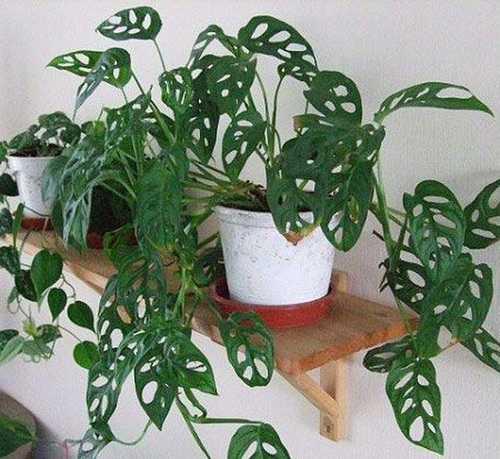 Монстера косая(Monstera obliqua) черенки на срез